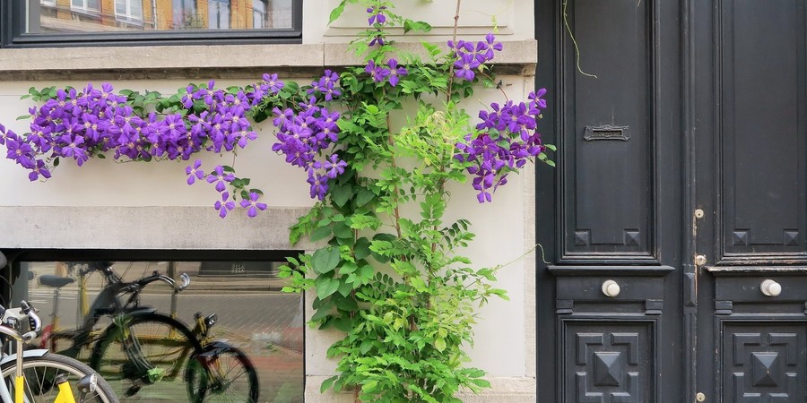 Geveltuinen in Hoboken | Antwerpen